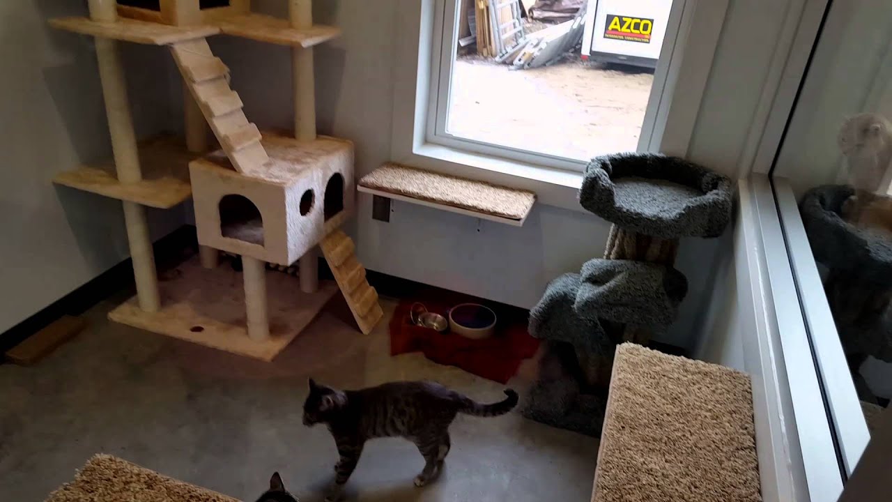 Cats in the Colony Room - YouTube