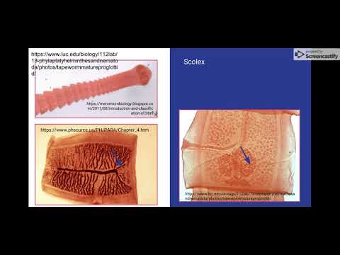Tapeworms (2/4) Morphology - YouTube