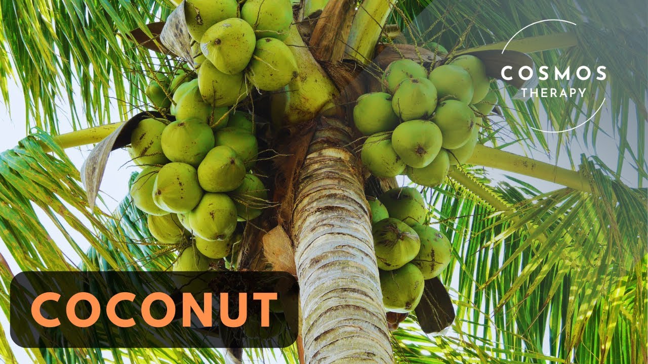 Coconut Trees | Nature’s Gift to Humanity | A Short Documentary" - YouTube