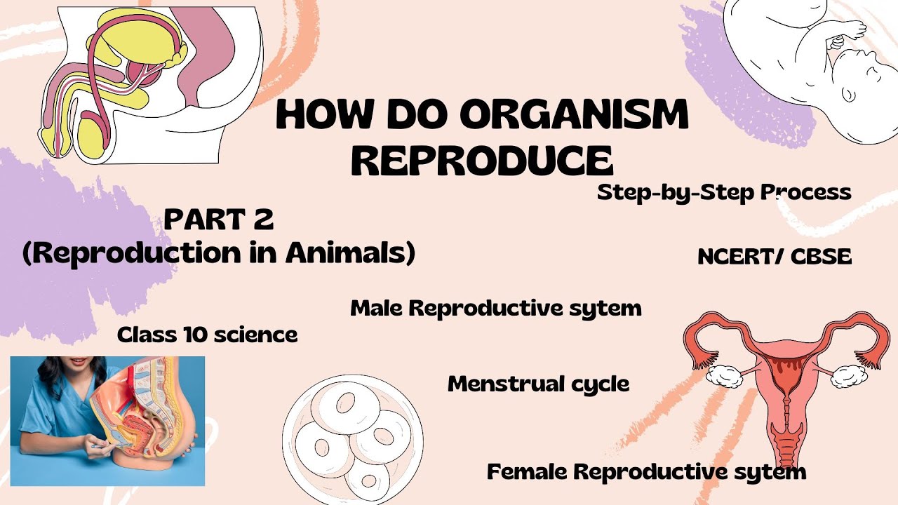 How do Organism Reproduce| Class 10 Science | Full Explanation ...