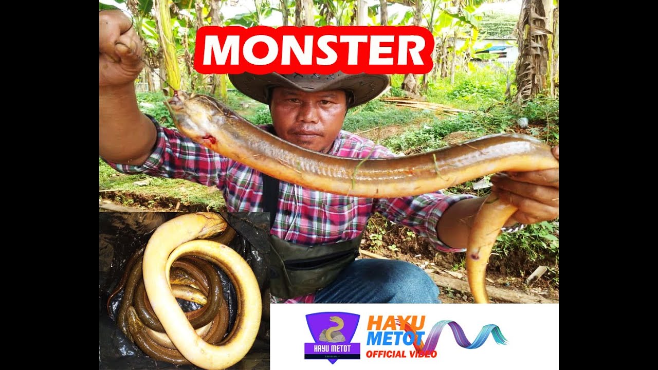 Lihat UKURANNYA MONSTER kembali terangkat - YouTube
