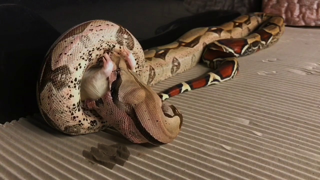 Boa Constrictor (Guyana 🇬🇾 ) Feeding - YouTube