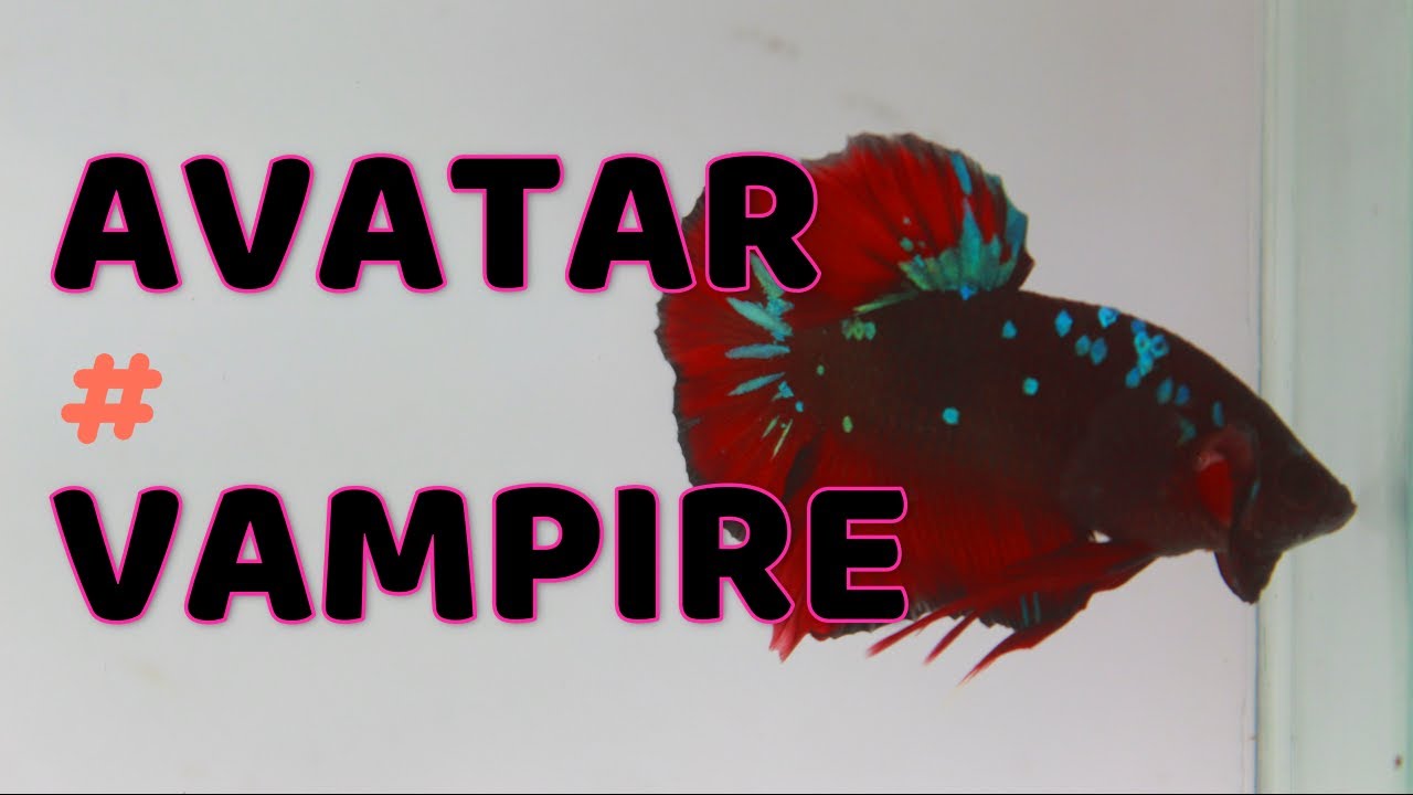 avatar vampire - BETTA FISH 19 - YouTube