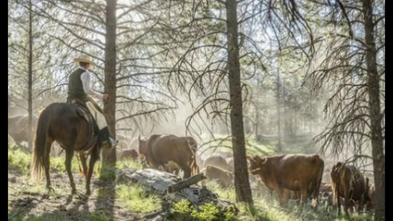 Mysterious Cattle Mutilations and Killings Alarm Ranchers In Oregon ...