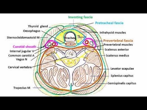 discuss the layers of the cervical fascia @Mbbsnaija - YouTube