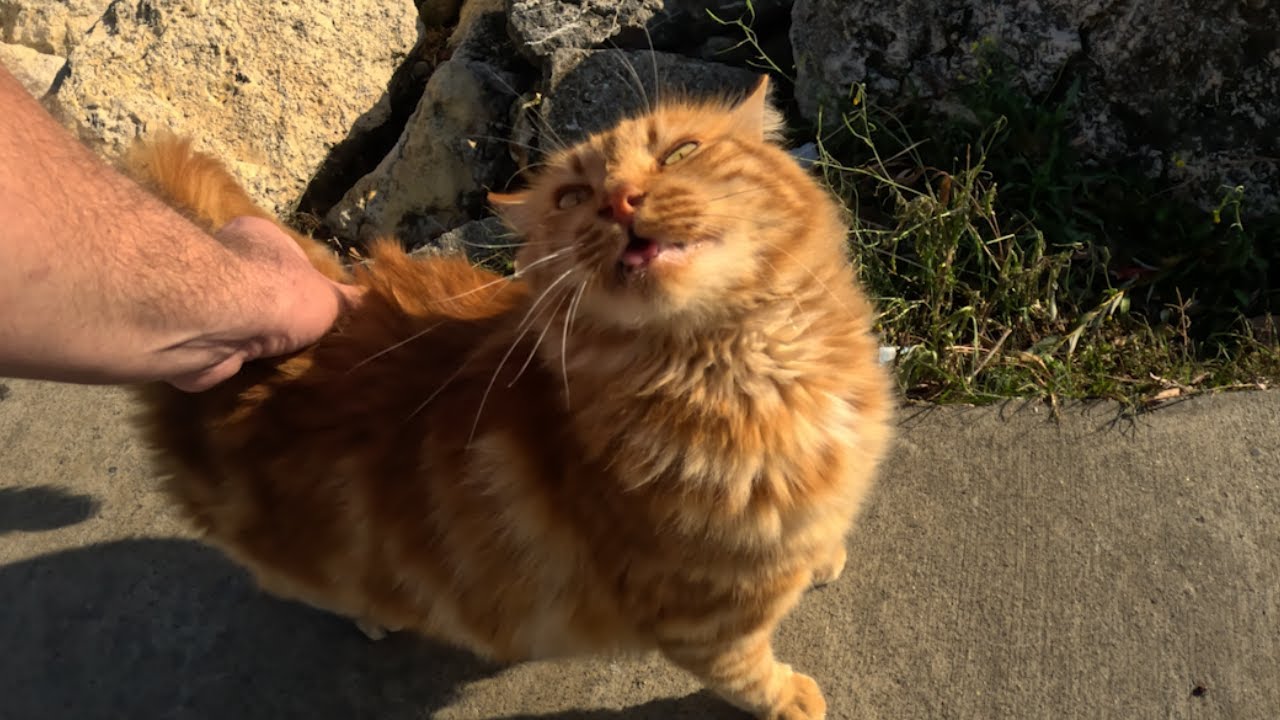 Derpy orange cat reaction to back scratches was so hilarious! - YouTube