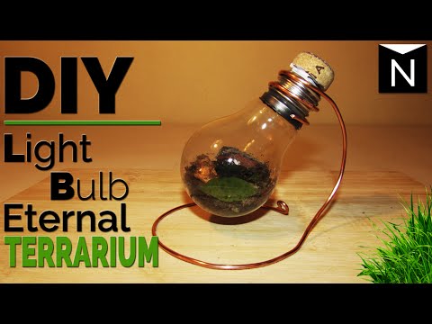 How to Make an ETERNAL TERRARIUM in a Light Bulb | DIY Tutorial by ...