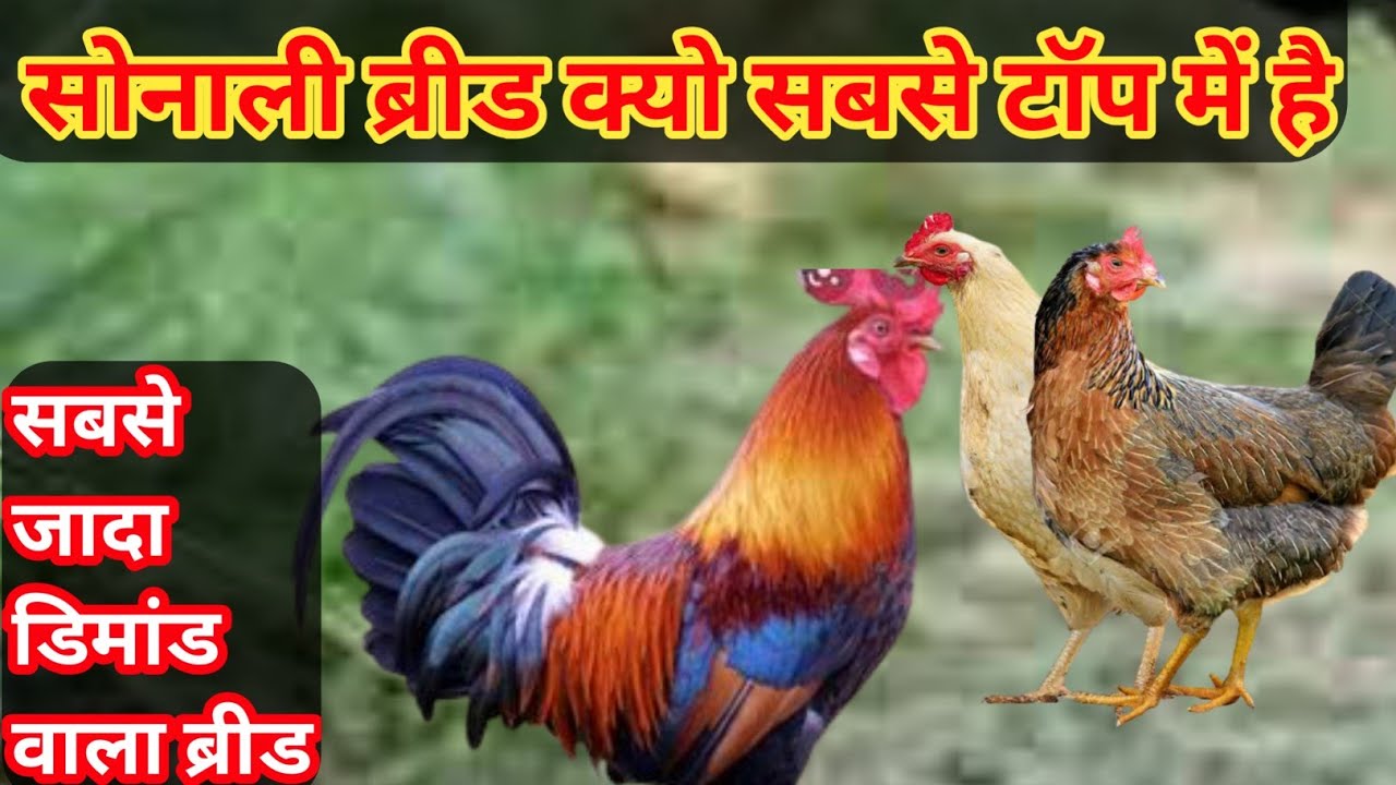 क्यो सोनाली ब्रीड का डिमांड जादा है । Sonali Murgi । Sonali Breed ...