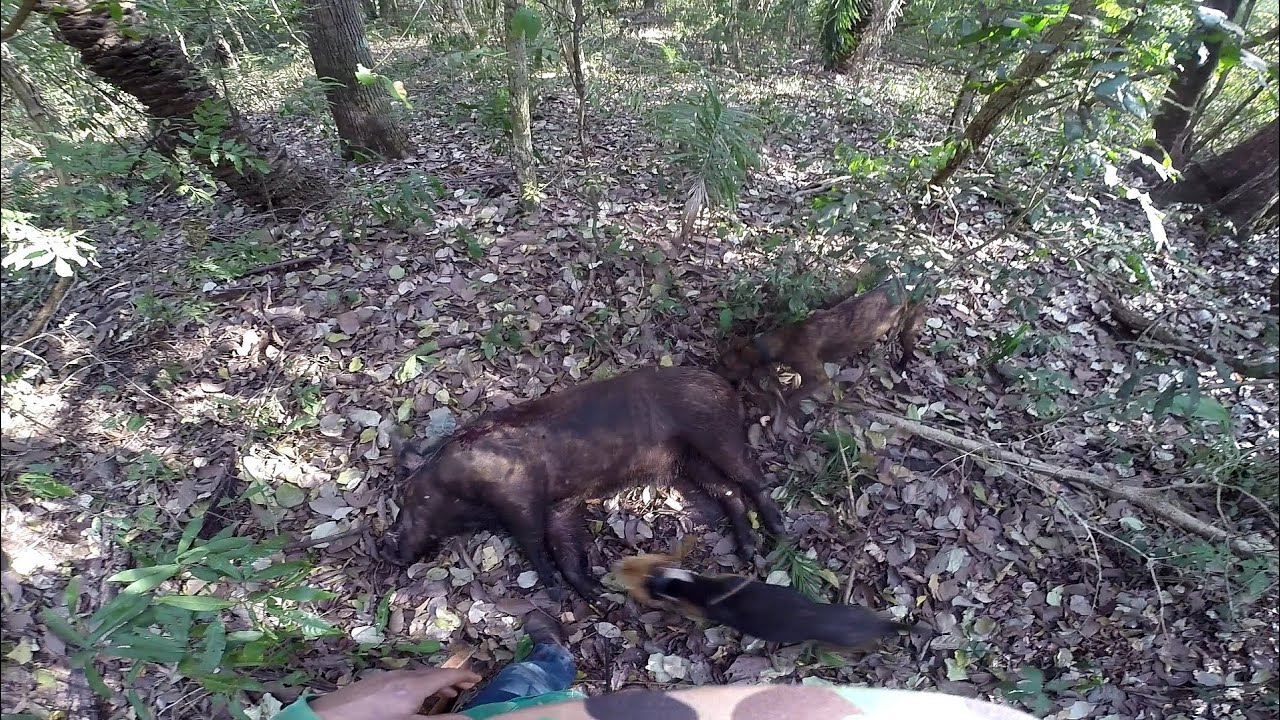 mais um cachaço equipe de caça só no pulo!!! - YouTube