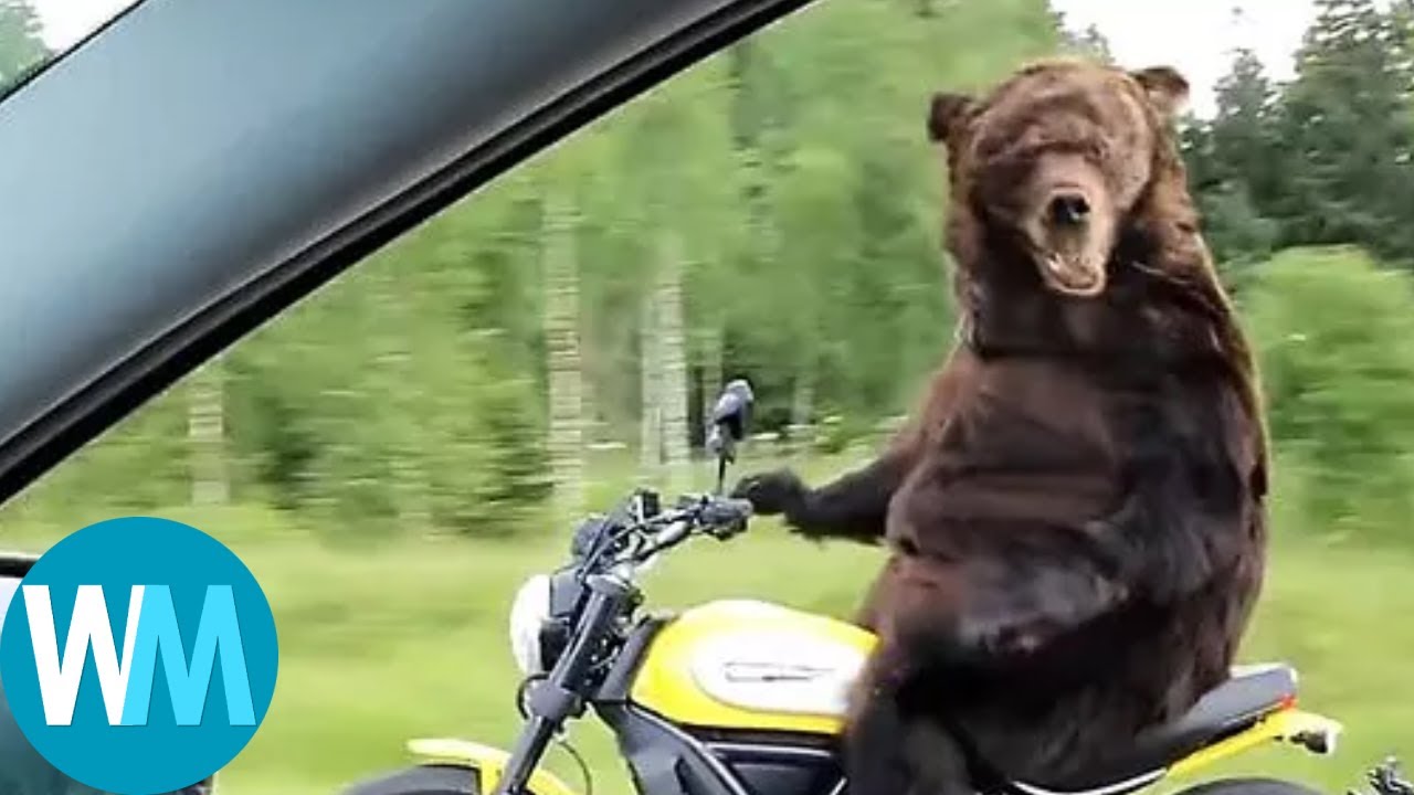 top 5 bear - YouTube