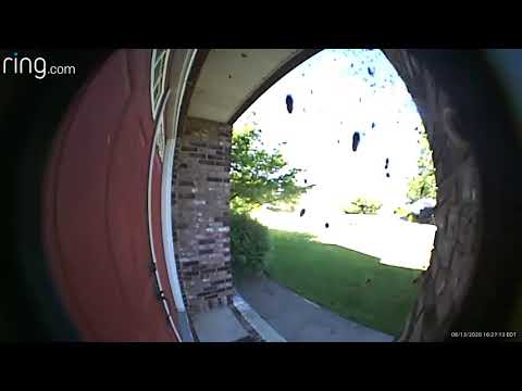Bee swarm caught on ring camera. - YouTube