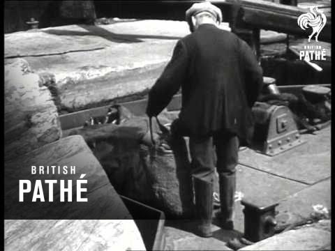 Barge Horses Issue Title Pathe Pictorial Looks At Man's Best Friend ...