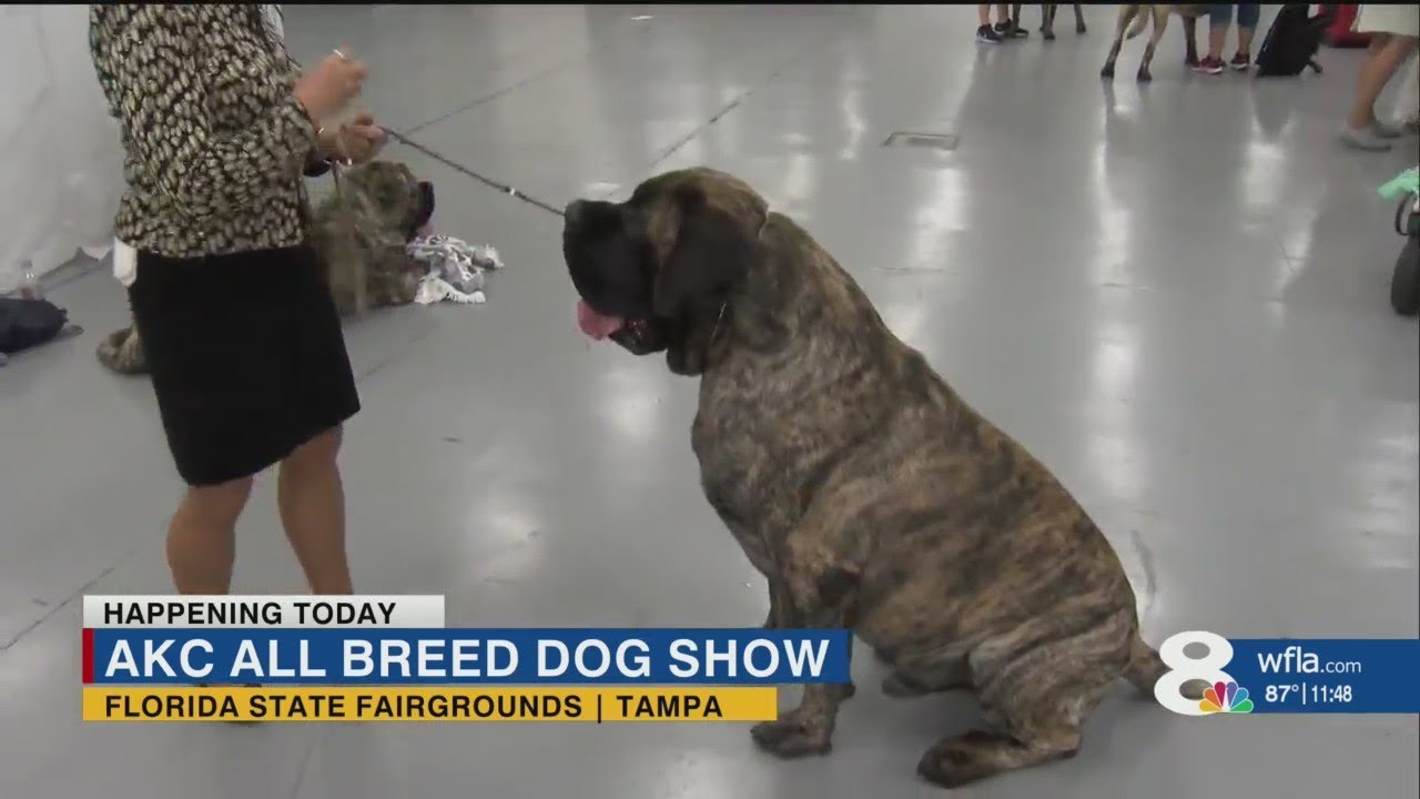 Thousands of dogs compete in show at Florida State Fairgrounds this ...