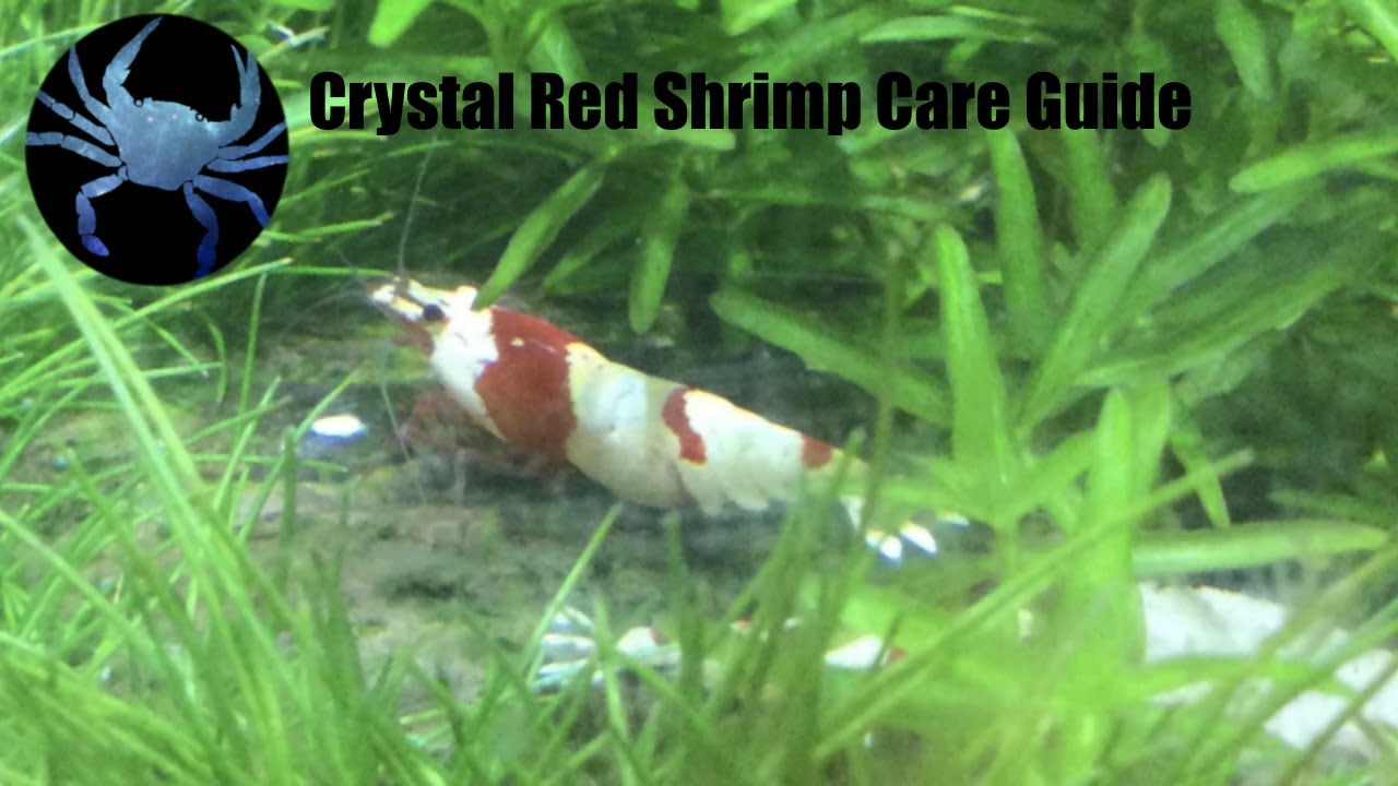 Crystal Red Shrimp Care Guide - ShrimpScape - YouTube