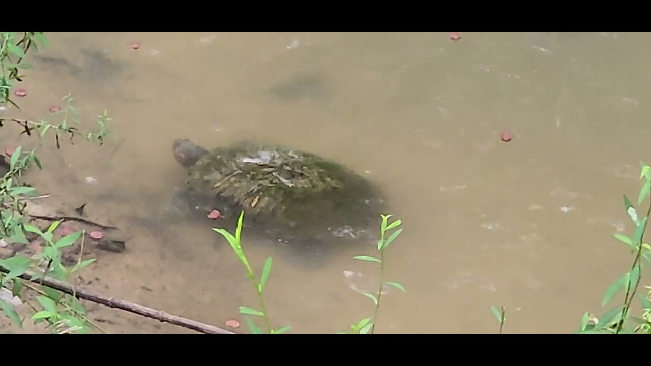 Red eared sliders, gar, and softshell turtle this morning. - YouTube
