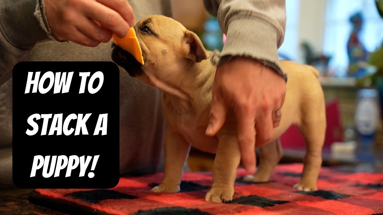 How to stack a puppy???? - YouTube