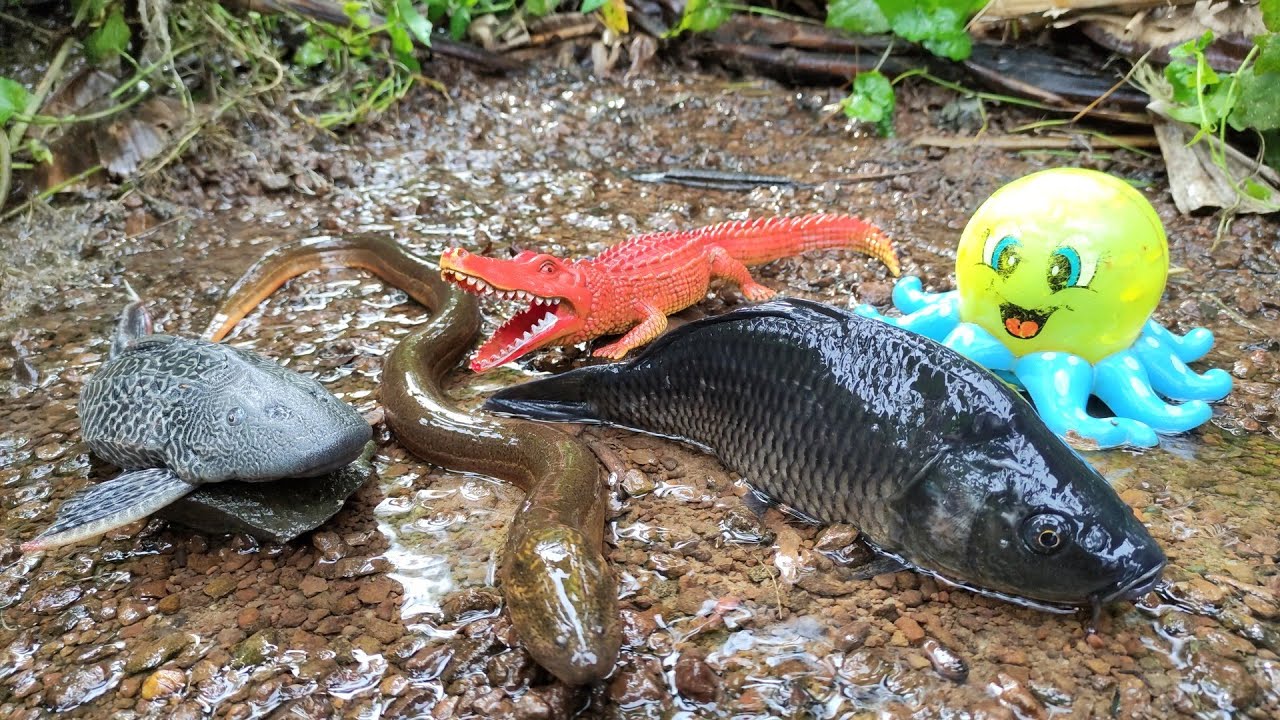 Finding Real Eels, Nemo Fish, Carp, Koi Fish, Crab, Pleco Fish [Part484 ...