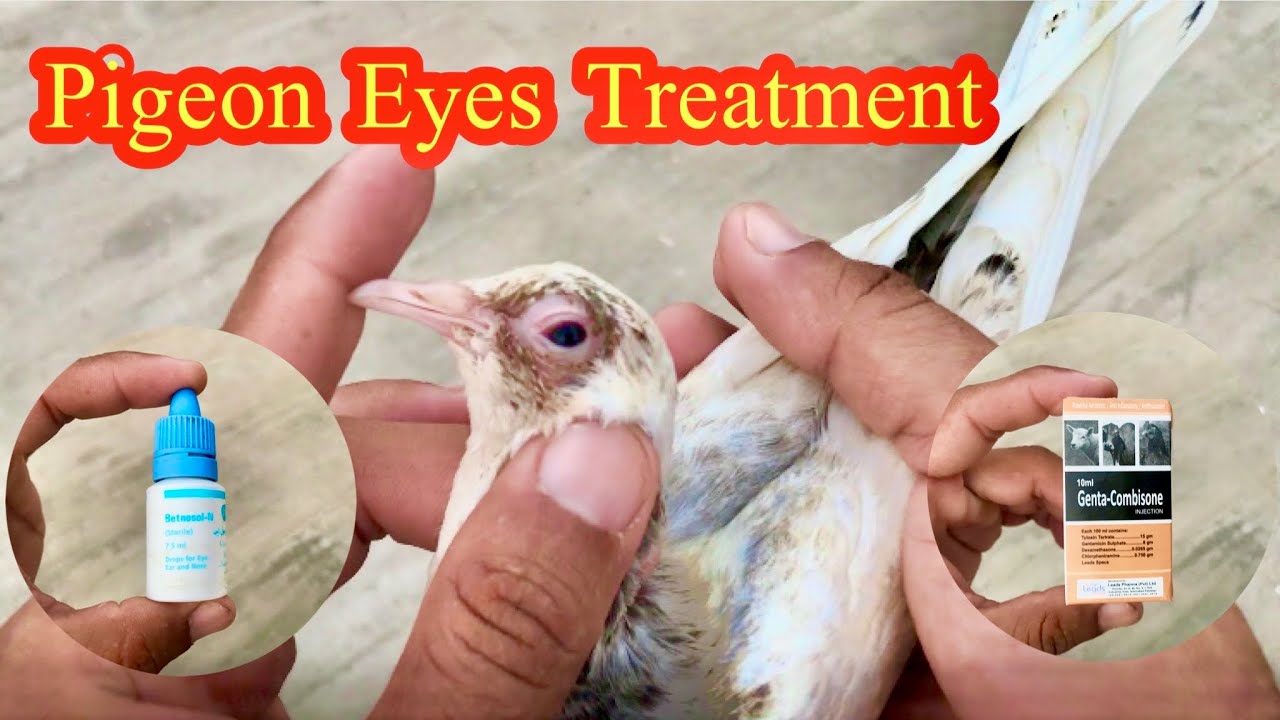 Pigeon Eyes Treatment || Afzaal Pigeons - YouTube