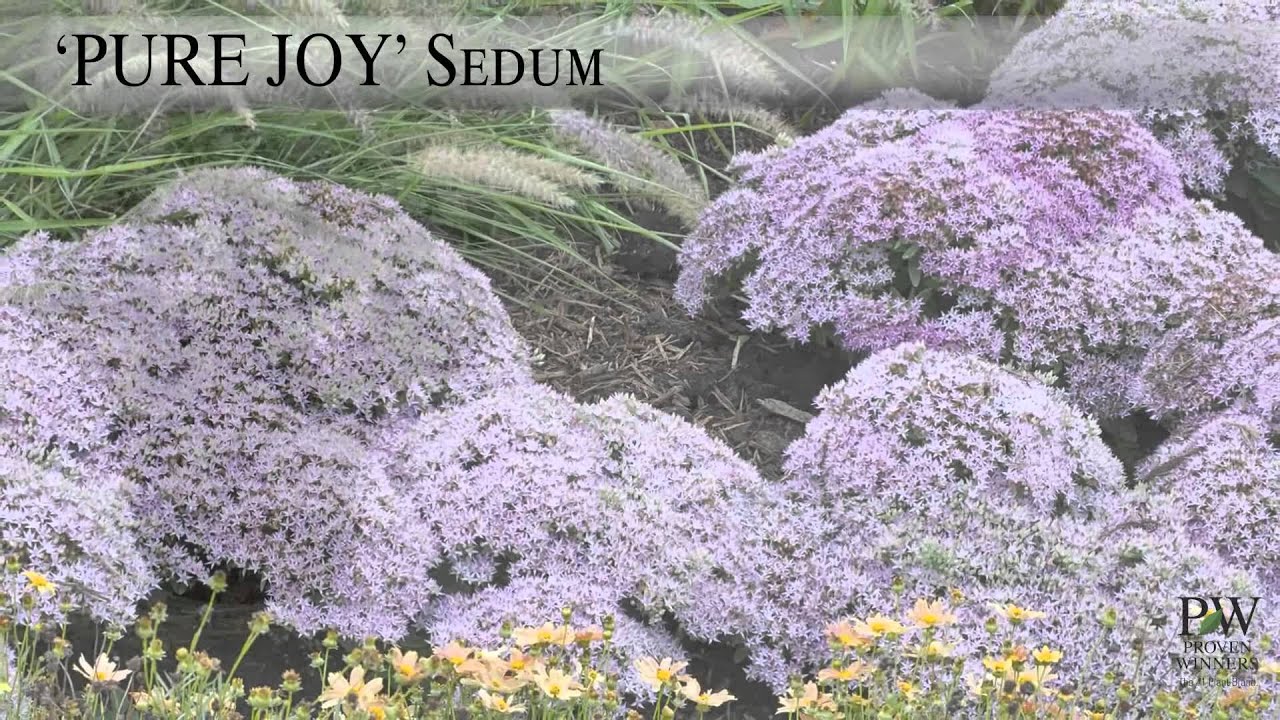 Proven Winners® Gardener Channel: Proven Winners® Pure Joy Sedum - YouTube