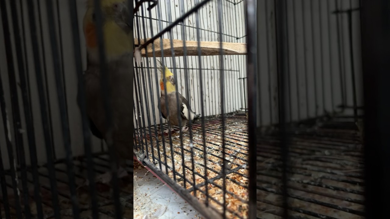 Cocktail bird singing # birds lover - YouTube