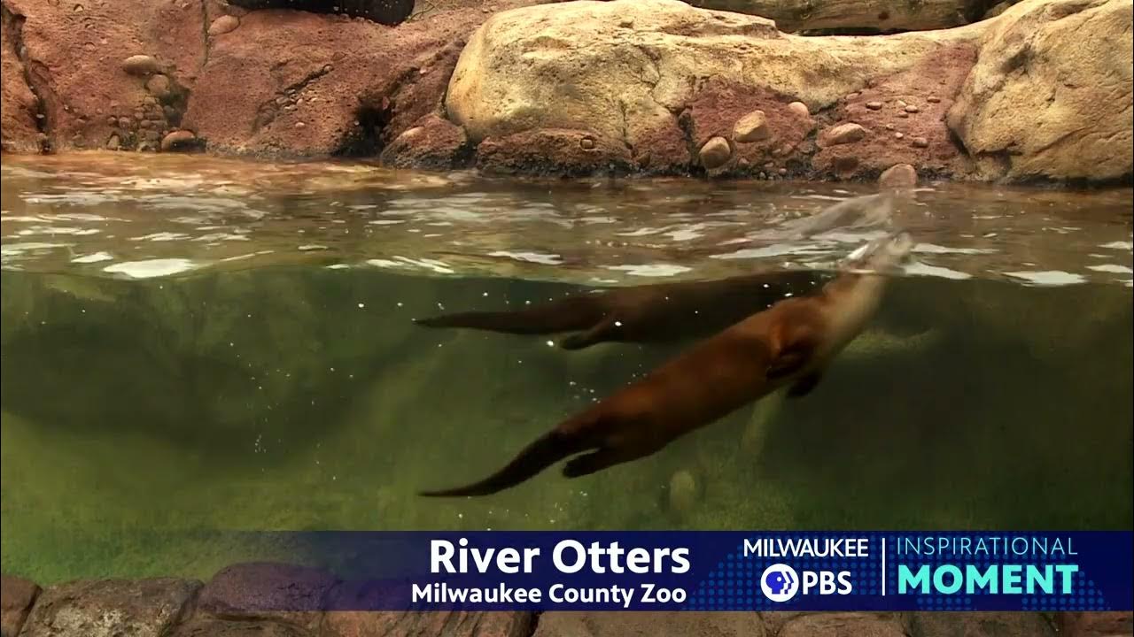 Milwaukee PBS Presents | Inspirational Moments | River Otters at Zoo ...