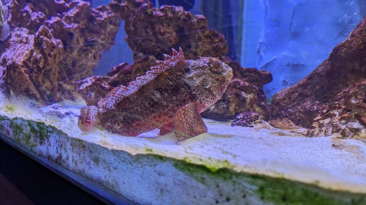 ADDING NEW MINIATUS GROUPER | BLONDE NASO TANG | EMPEROR ANGEL TO ...