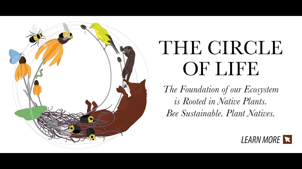 Native Circle Of Life