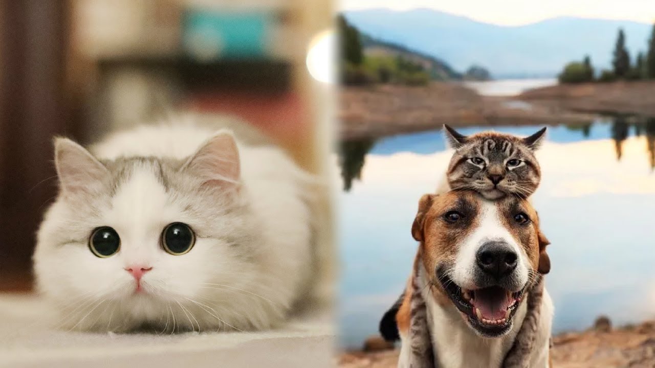 082 Funniest and cutest animals of the year!!! Funny and cute animal ...