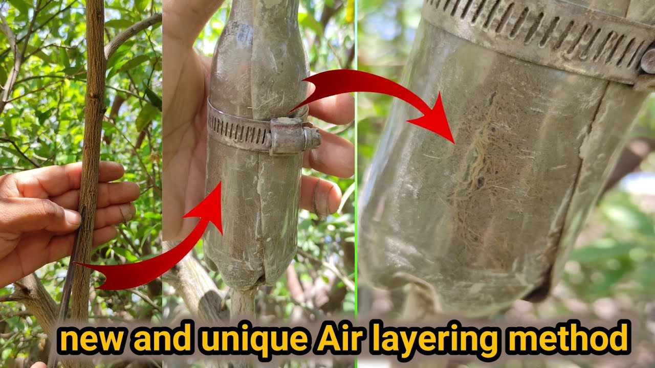 100% success Air layering new and unique method and propagate multi ...