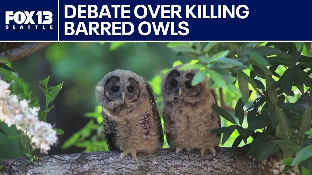 Debate over plan to kill barred owls | FOX 13 Seattle - YouTube