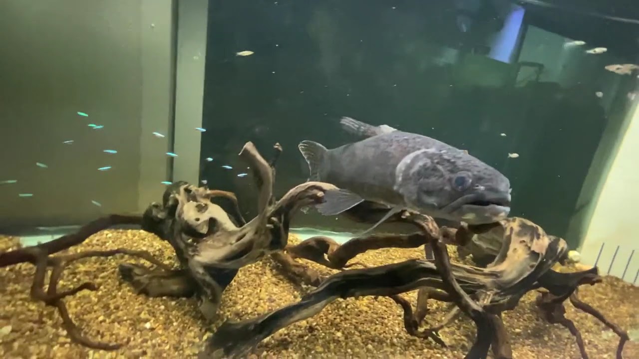 Aimara wolf fish 20" Thailand - YouTube