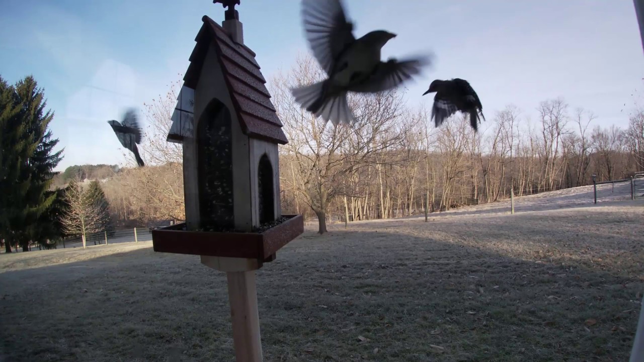 #1, WINTER BIRDS, Outside My Window... - YouTube
