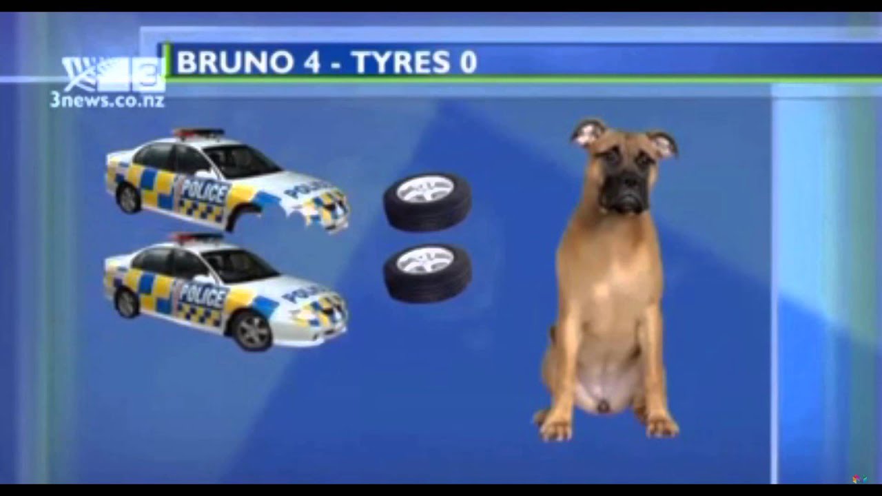 Dog bites tire live! - YouTube