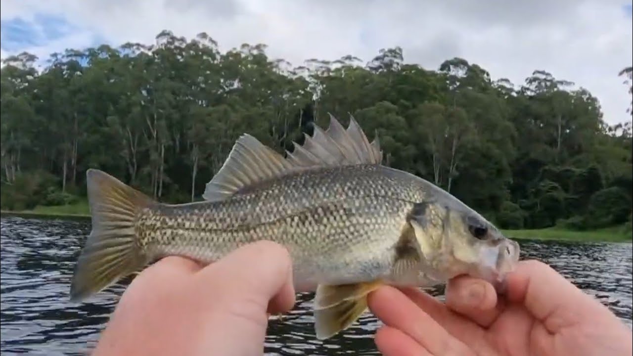 lake baroon australian bass fishing - YouTube