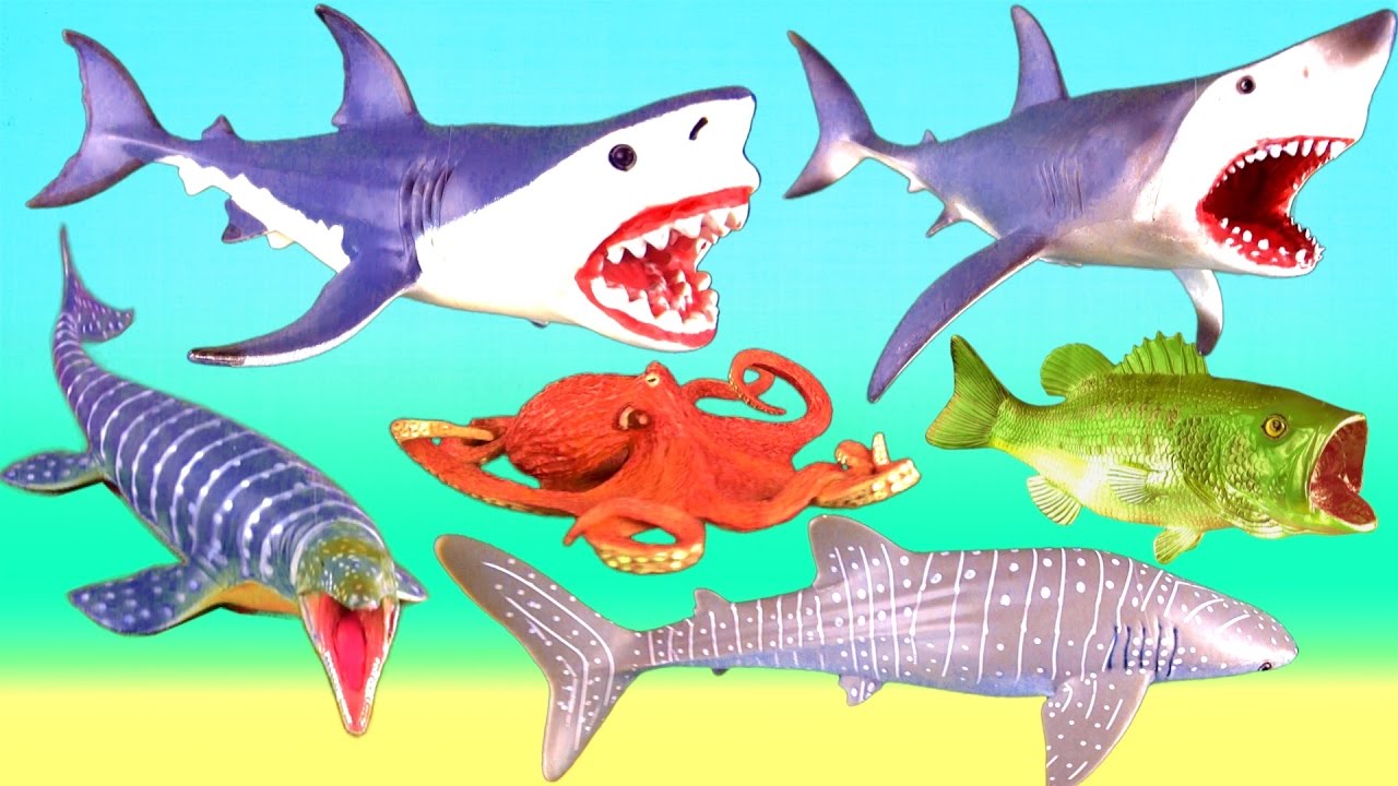Learn Sea Animals Learning Sea Animal Names For Kids Children learn-sea-animals-learning-sea-animal-names-for-kids-children