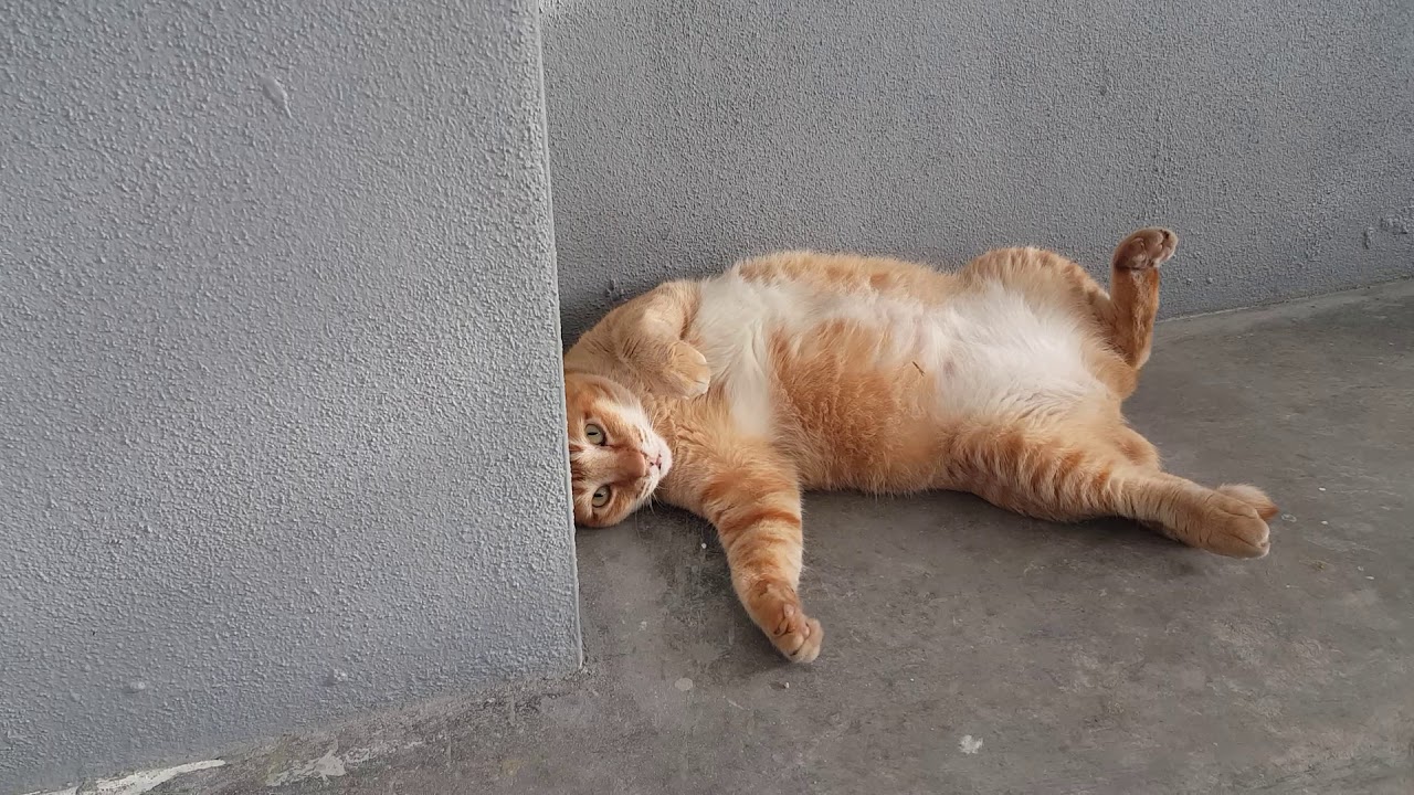 Lazy Tom Tom - YouTube