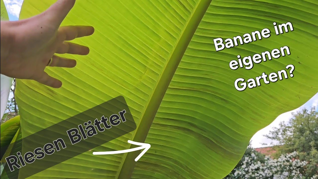 Bananenpflanze im Garten halten. Schaut euch mal die riesen Blätter an ...