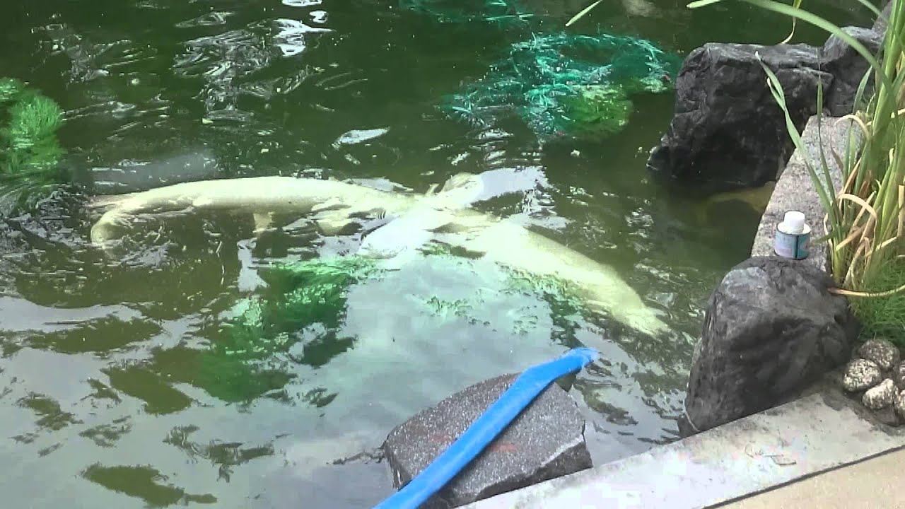 Alligator gar spawn - YouTube