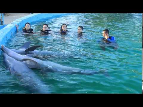 Nadando con Delfines - YouTube