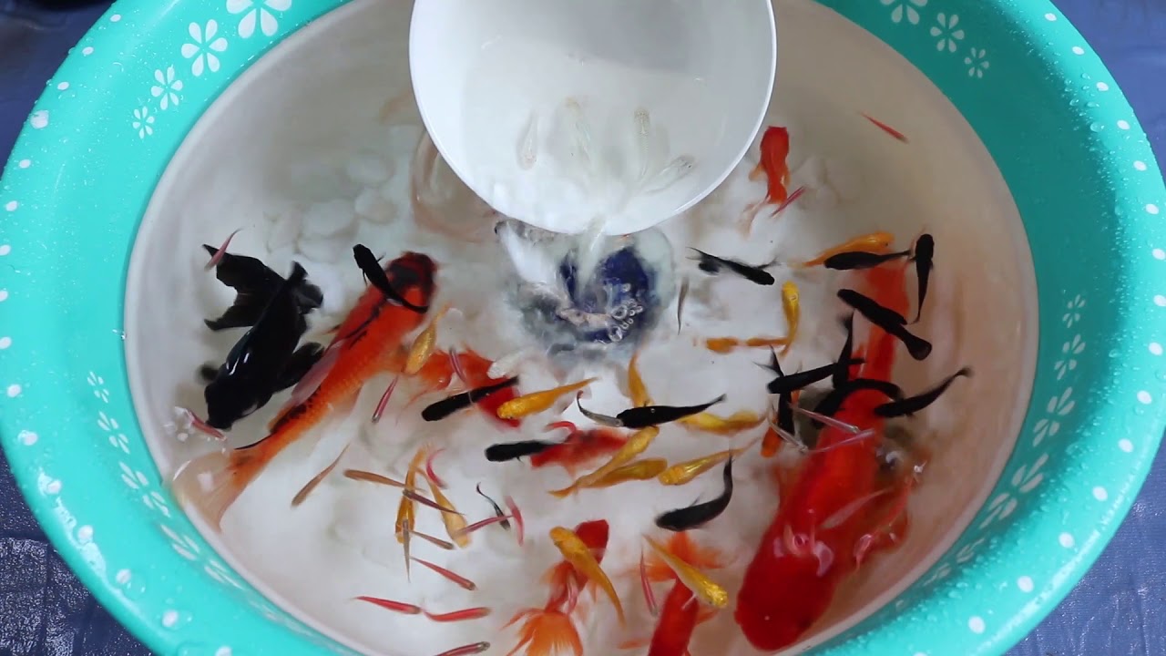 Cute Baby Ranchu Goldfish Molly Ping Pong Angelfish Ram Cichlid Koi ...