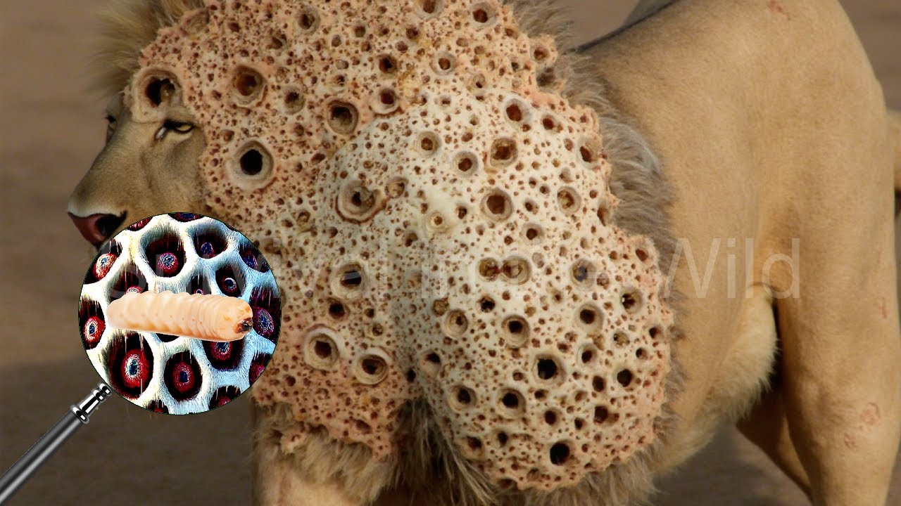 The King of the Jungle Has Become a Host for a Million Writhing ...