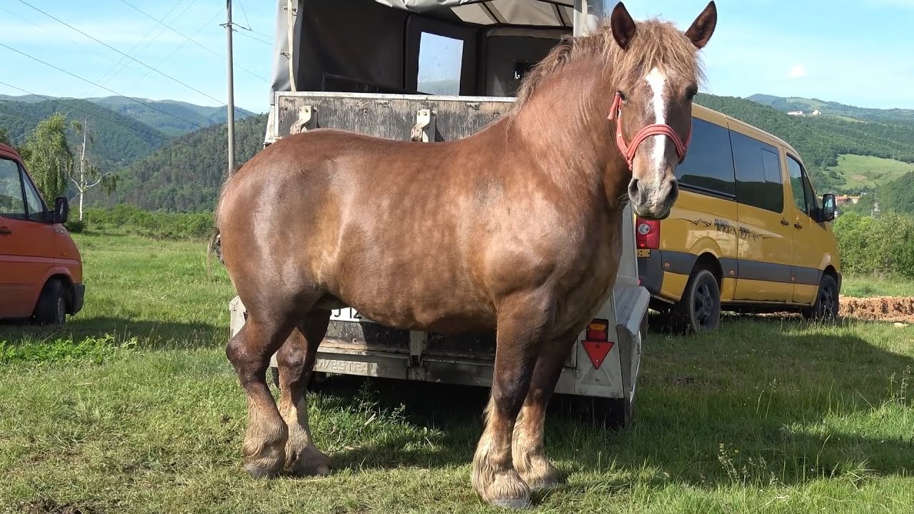 Targ expozitional de cai Gilau, Cluj 25 Mai 2024 Nou!!! - YouTube