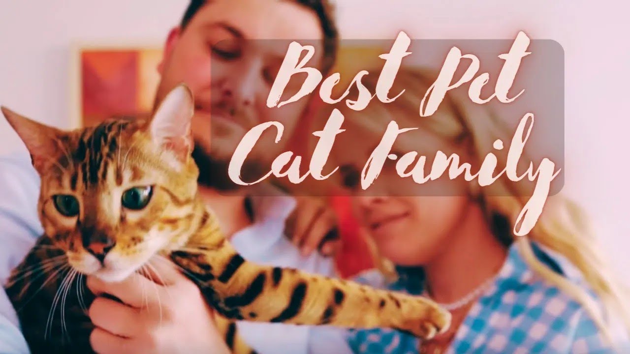 Best pet cat family 👪 All members of cat family 🐈 Cat family #1 - YouTube