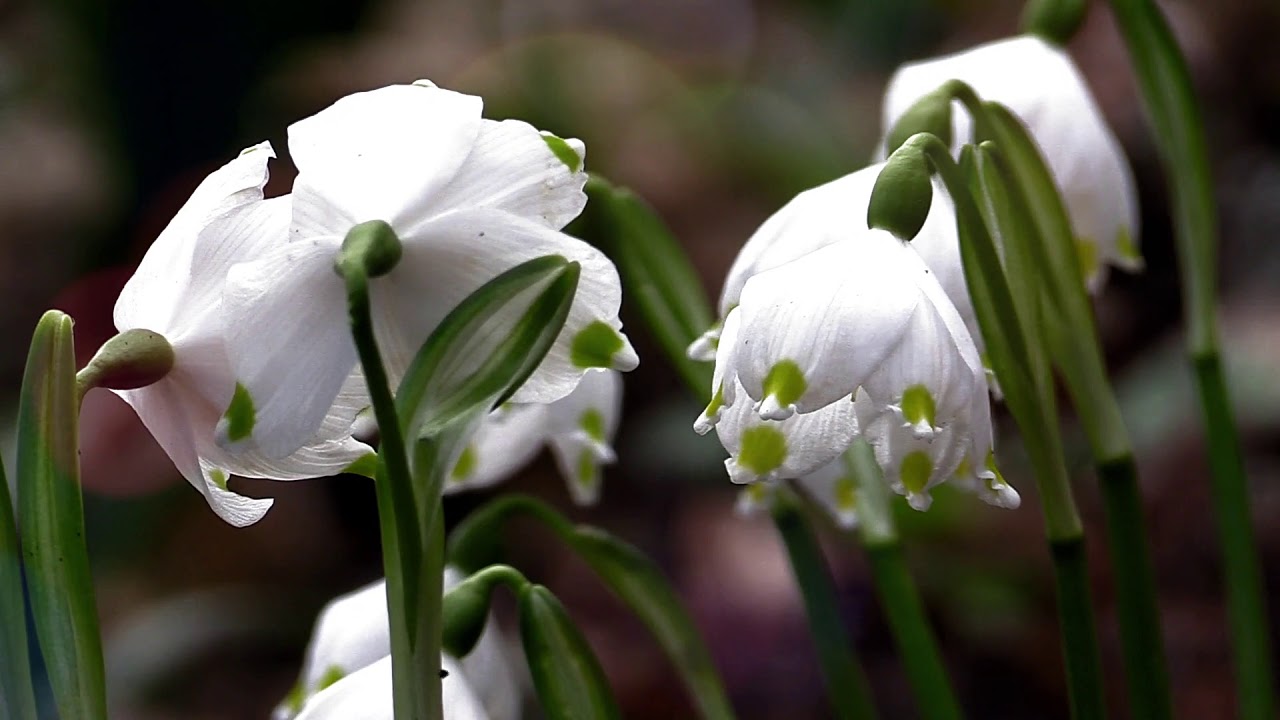 Easy Worship Background - Snowdrop - YouTube