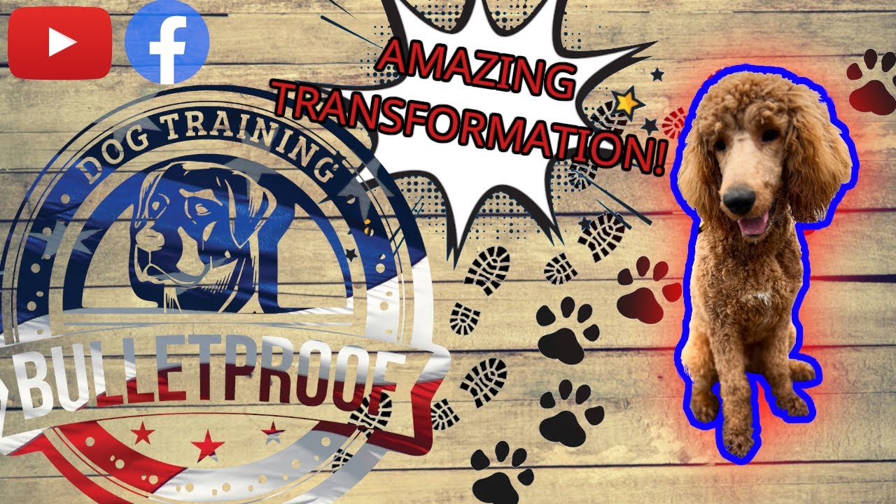 Amazing Transformation | "Goldy" | Poodle - YouTube