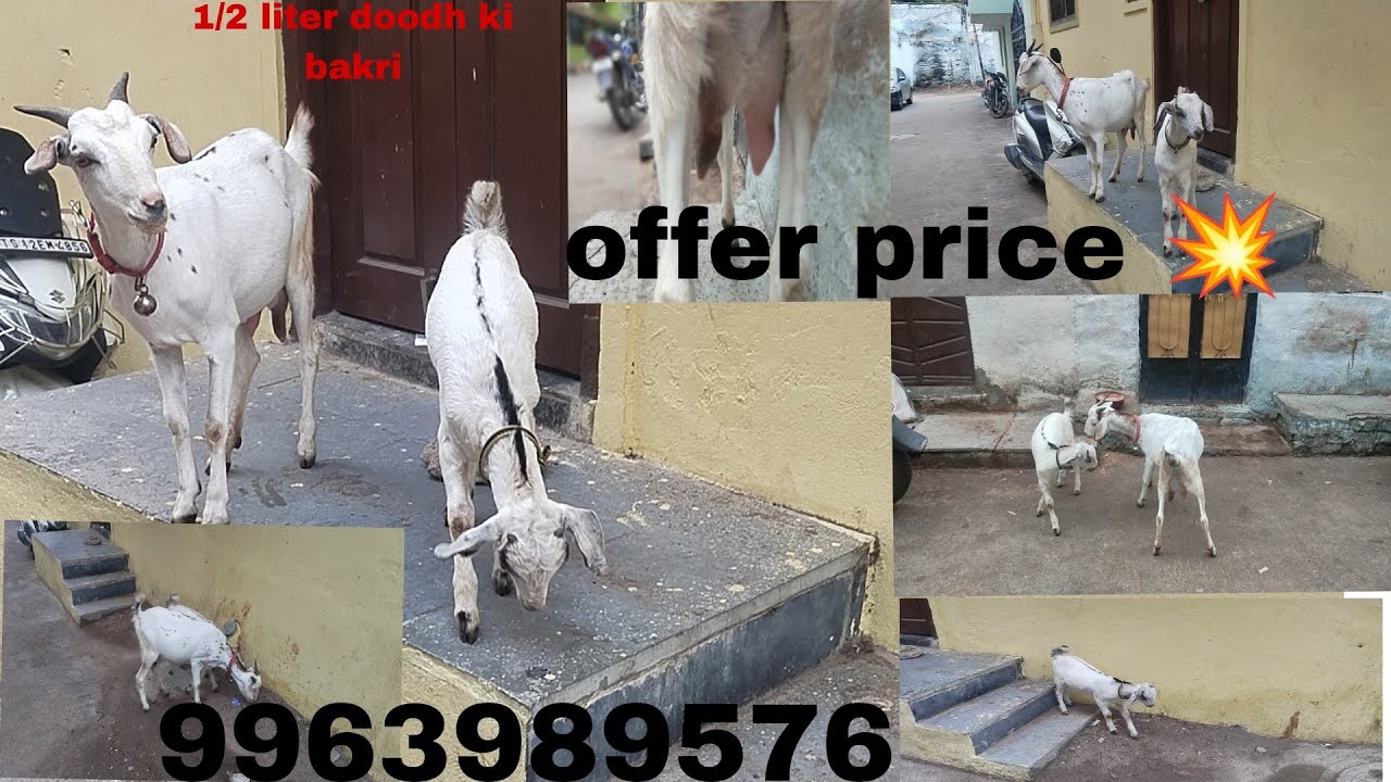 | Desi bakri bacha male double bone for sale in hyderabad near Kishan ...