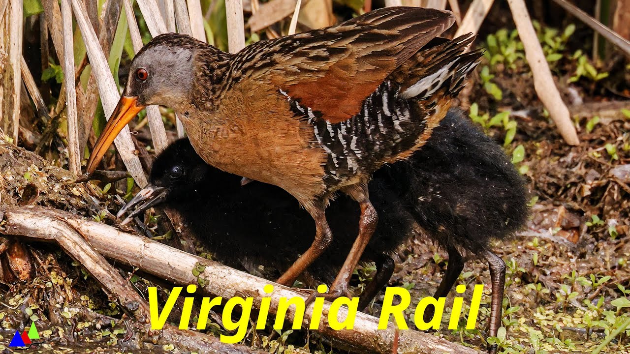 Virginia Rail - Adorable Virginia Rail Family: Witness the Cuteness of ...