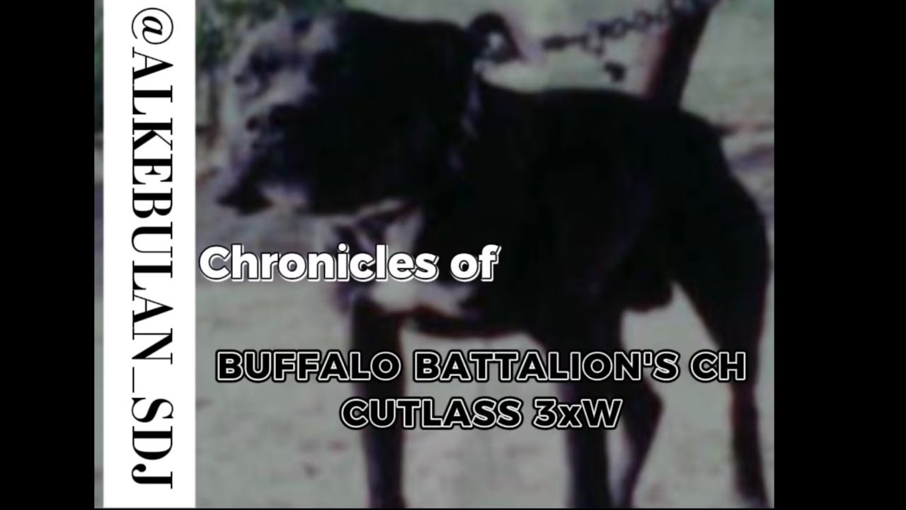 BUFFALO BATTALION'S CH CUTLASS 3xW - YouTube
