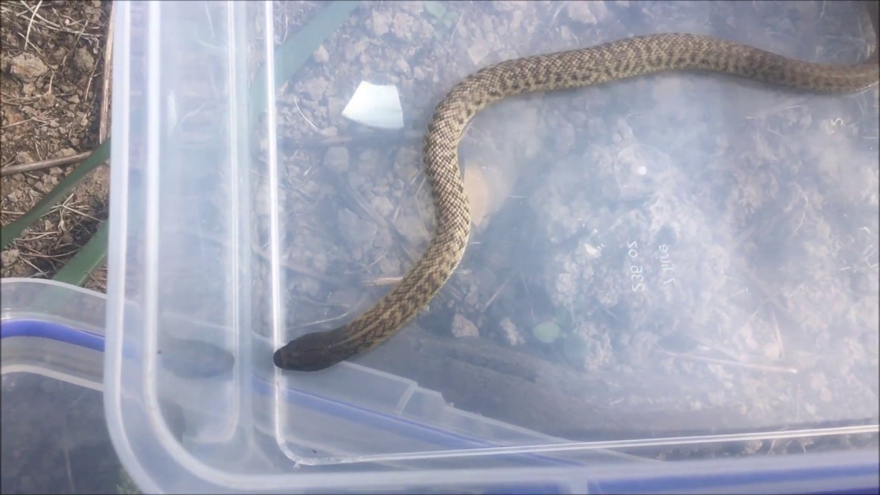 Baby Spotted Black Snake in the Oven - The Glen - YouTube