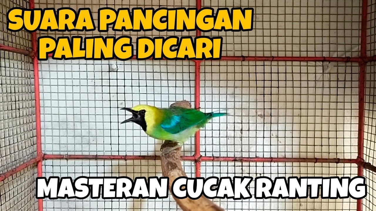 SUARA PANCINGAN CUCAK RANTING JANTAN || CUCAK RANTE GACOR - YouTube